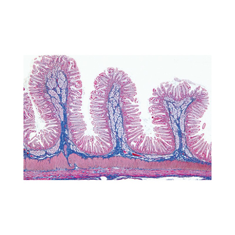 Normal Human Microscope Slides (Large) | Health and Care